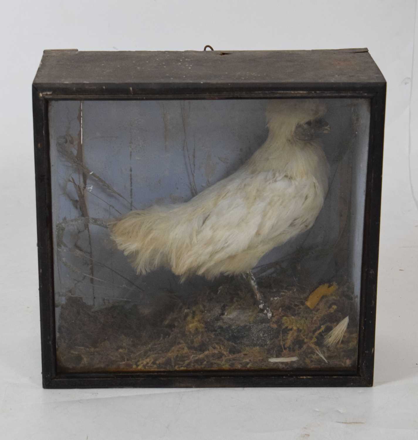 Lot 214 - Taxidermy - Cased preserved possibly Polish