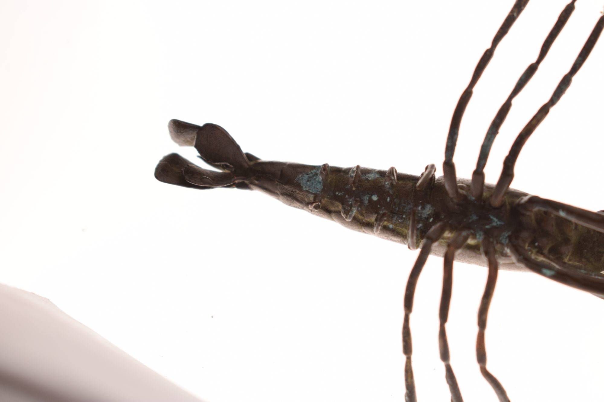 Lot 473 - Japanese bronze model of a crayfish