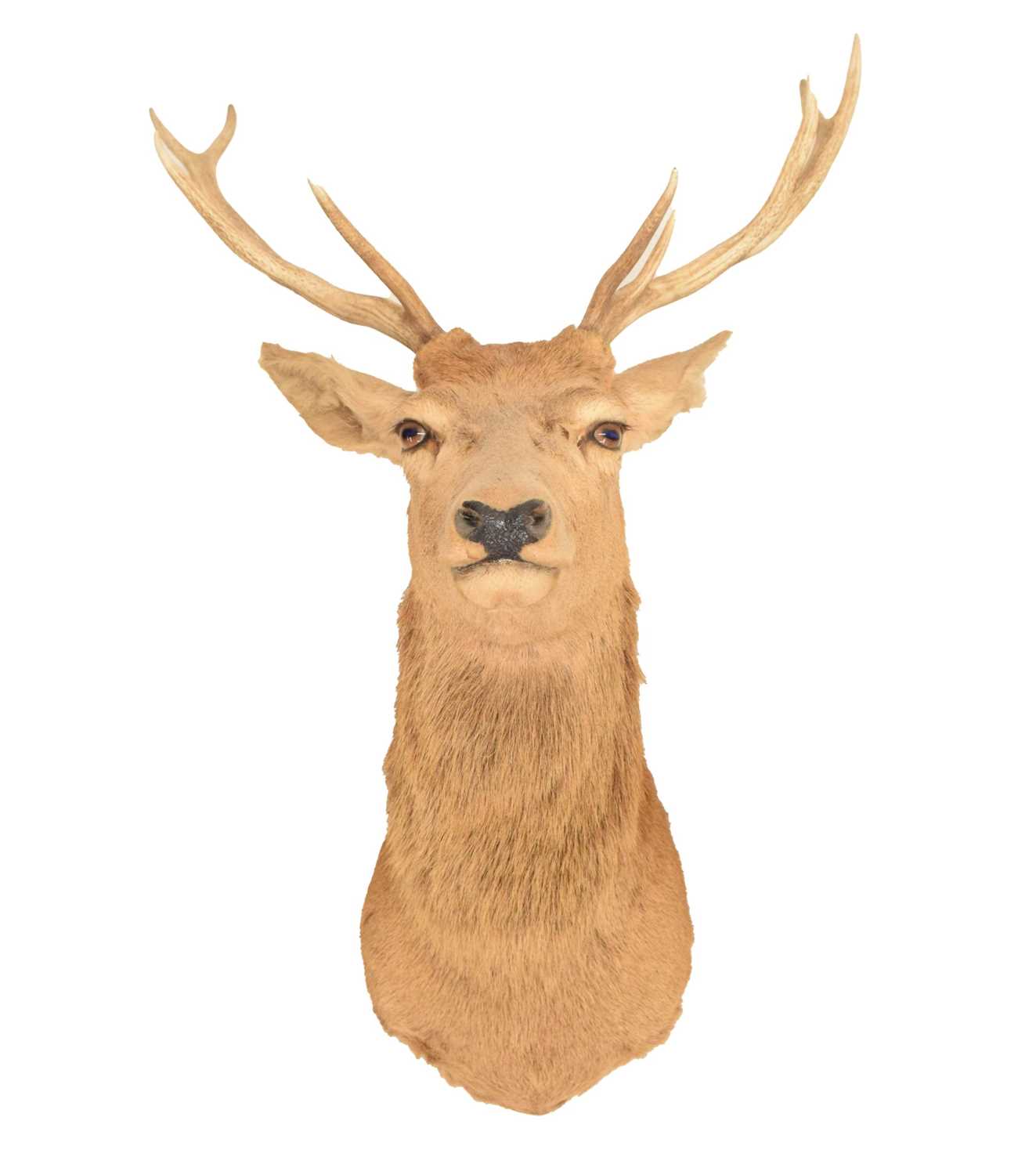 Lot 499 - Taxidermy - Large stag head with nine-point